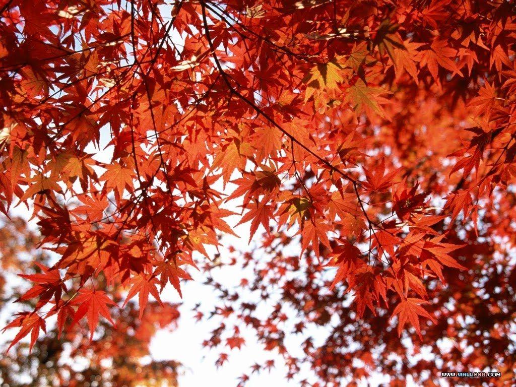 Seasonal Wallpapers - Top Free Seasonal Backgrounds - WallpaperAccess