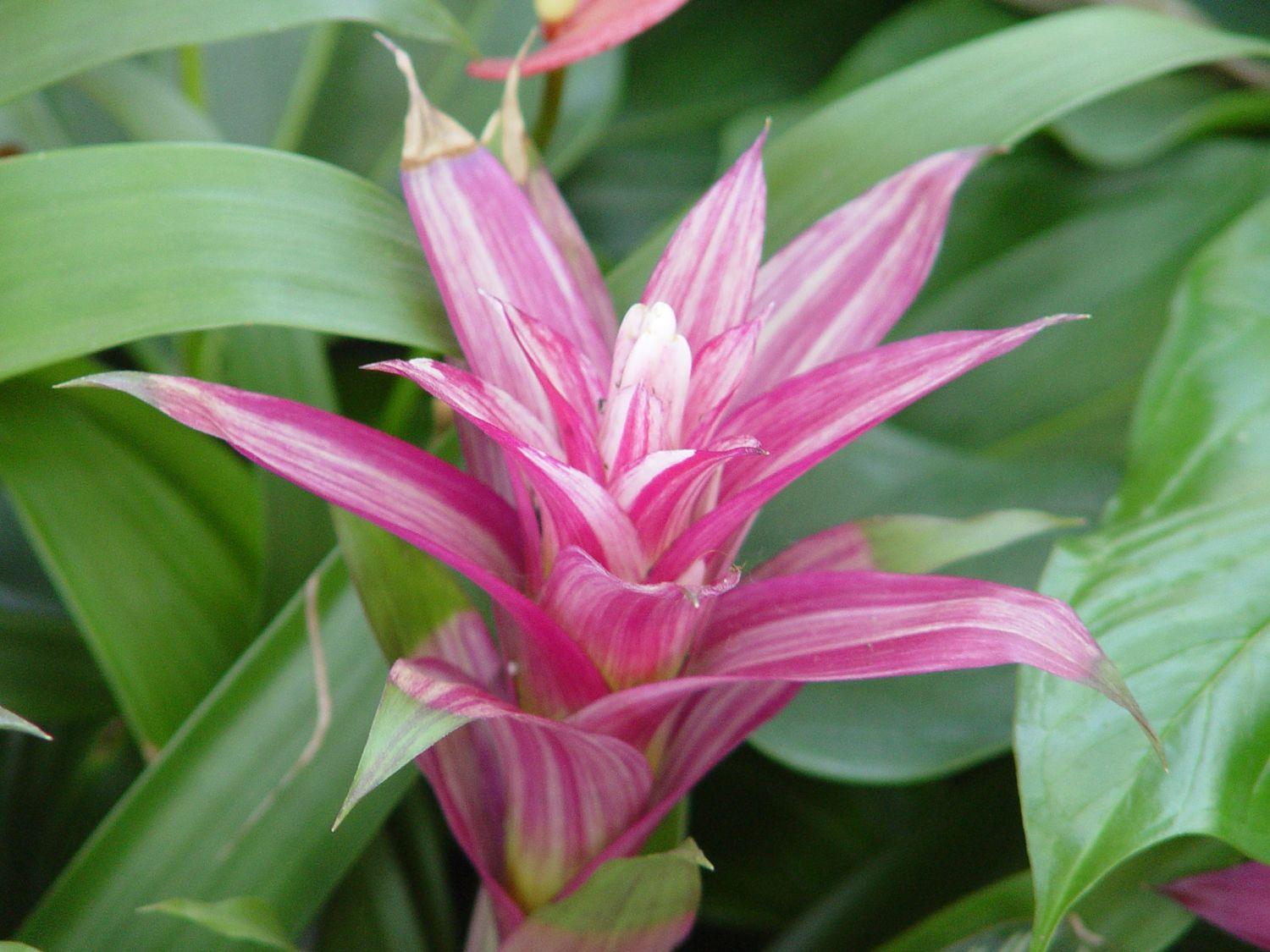Tropical Flowers Desktop Wallpapers - Top Free Tropical Flowers Desktop ...