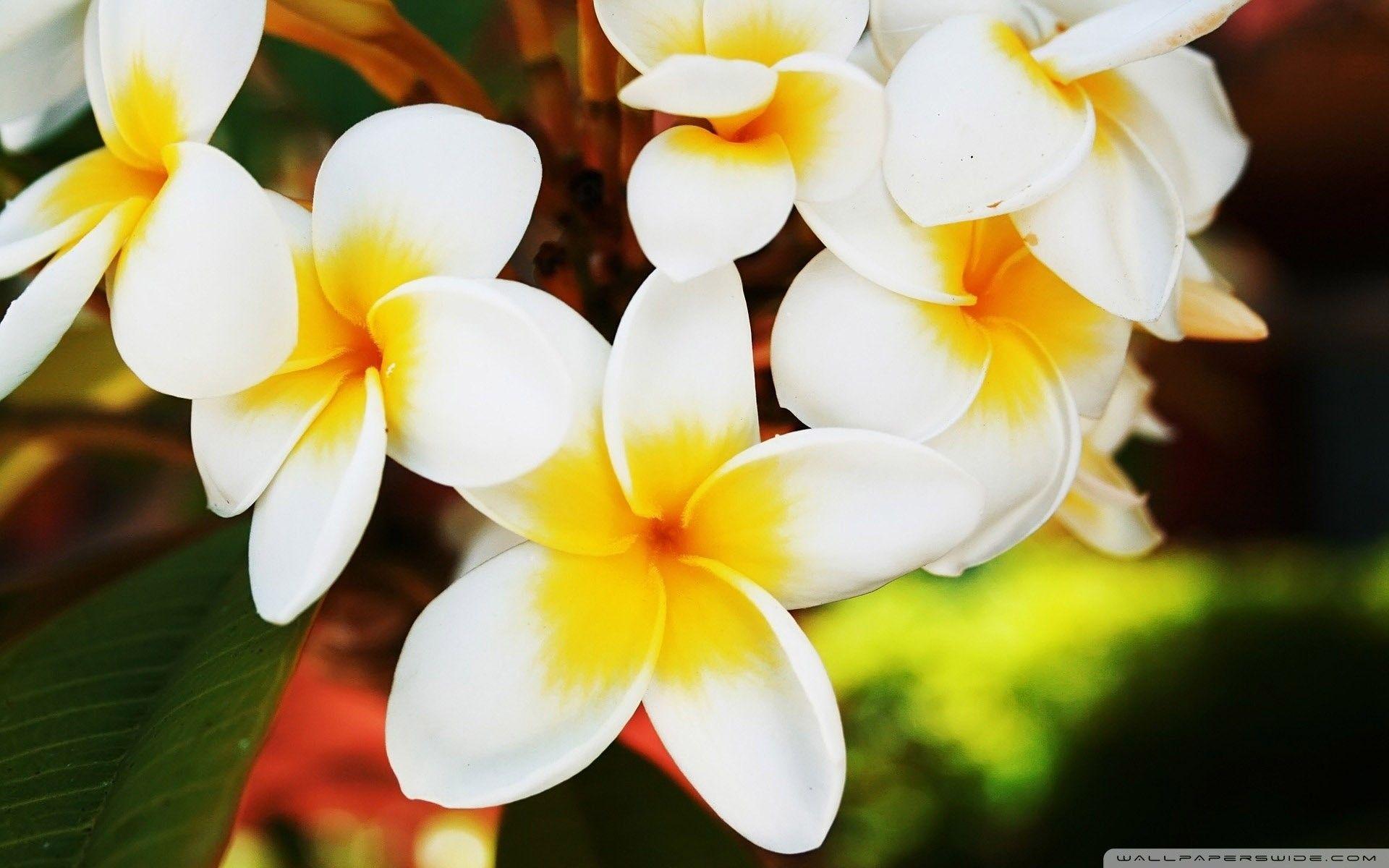 Tropical Flowers Desktop Wallpapers - Top Free Tropical Flowers Desktop ...