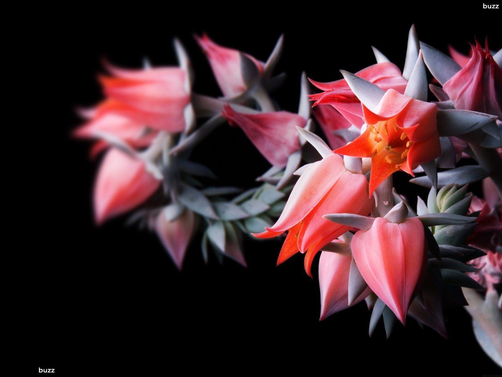 Tropical Flowers Desktop Wallpapers - Top Free Tropical Flowers Desktop ...
