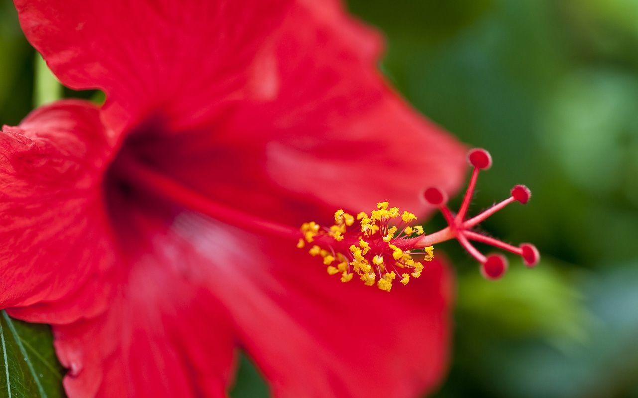 Tropical Flowers Desktop Wallpapers - Top Free Tropical Flowers Desktop ...