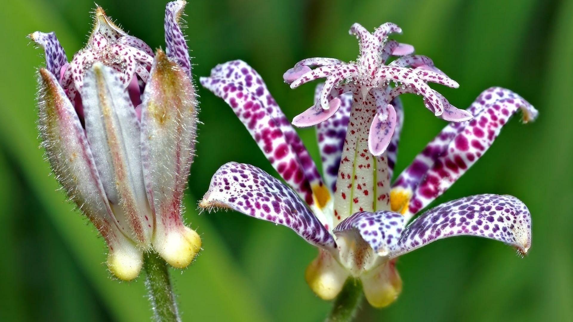 Tropical Flowers Desktop Wallpapers - Top Free Tropical Flowers Desktop ...