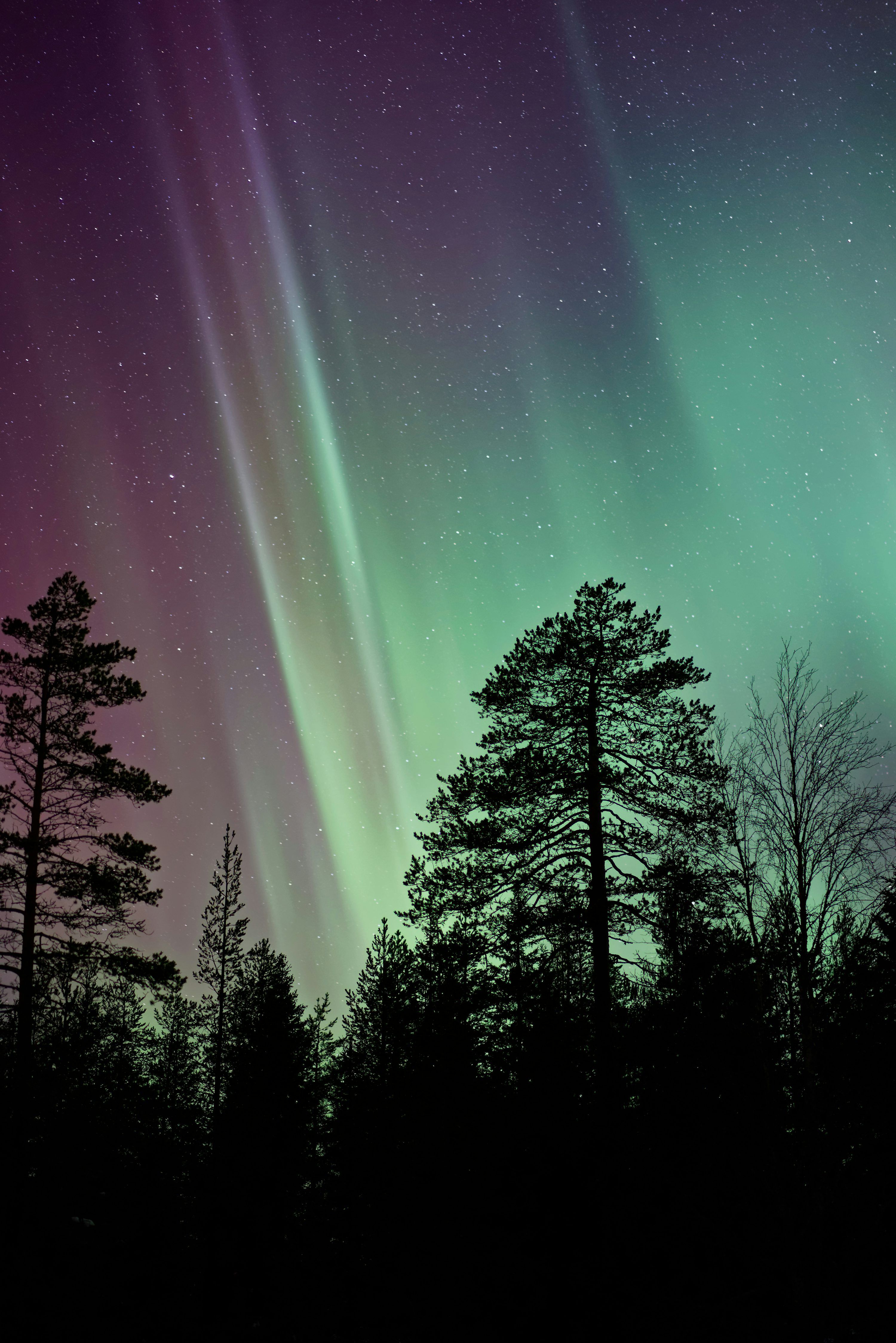 Aurora Forest Wallpapers - Top Free Aurora Forest Backgrounds ...