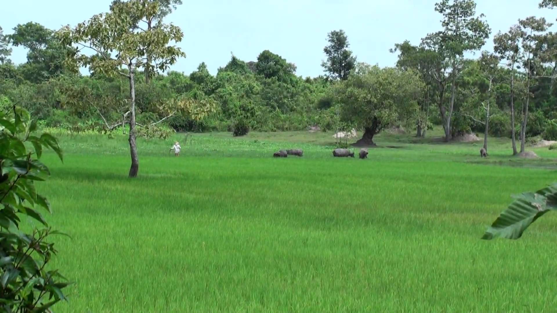 Khmer Countryside Wallpapers - Top Free Khmer Countryside Backgrounds ...