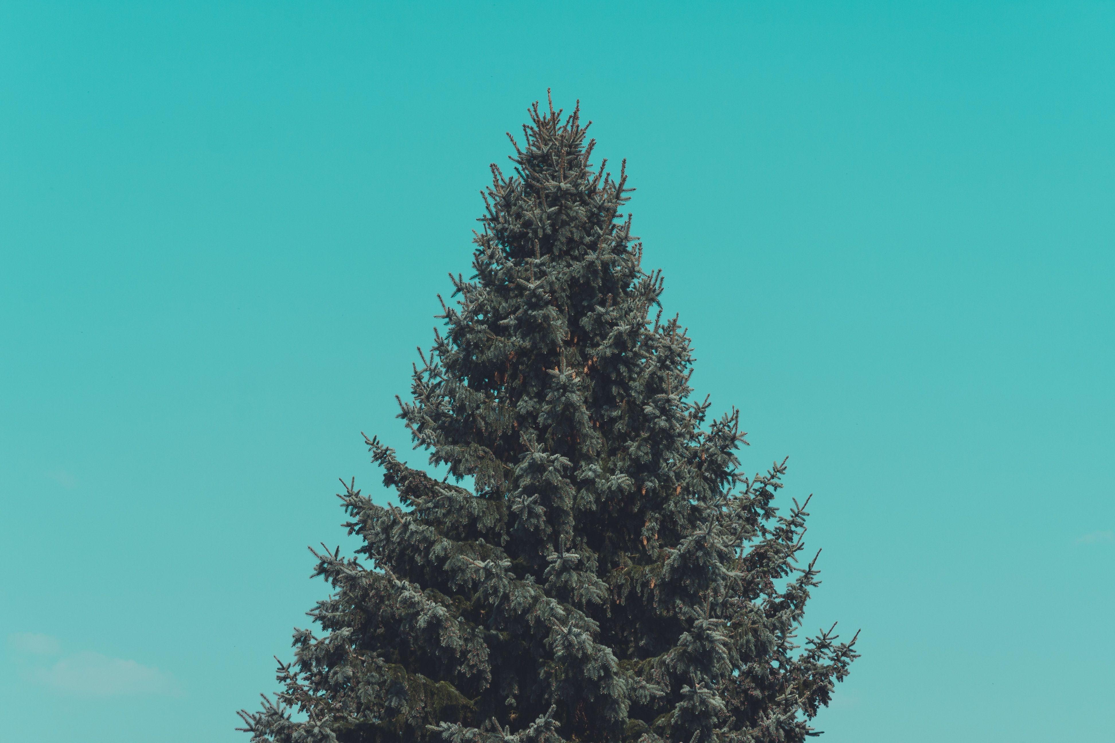 Minimalist Tree Wallpapers - Top Free Minimalist Tree Backgrounds ...