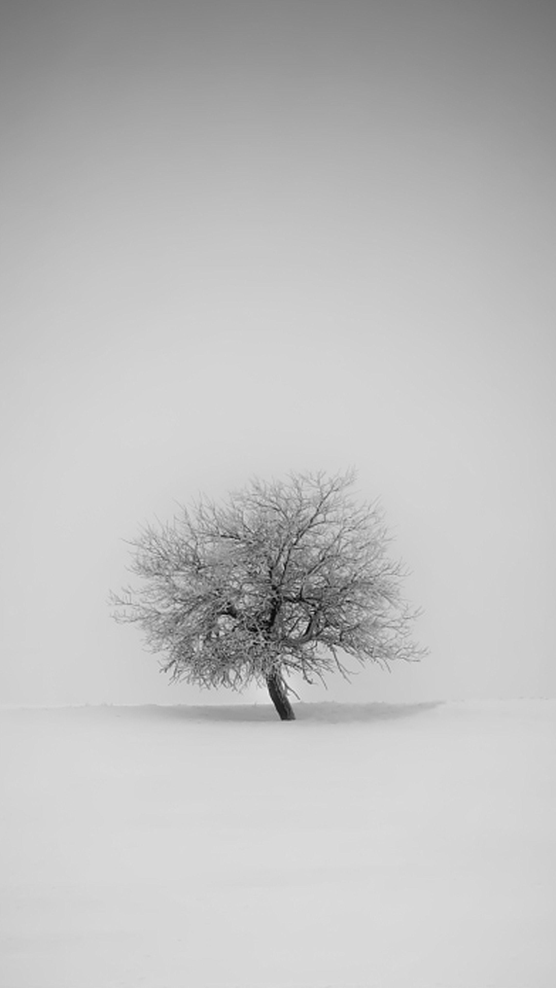 Minimalist Tree Wallpapers - Top Free Minimalist Tree Backgrounds ...