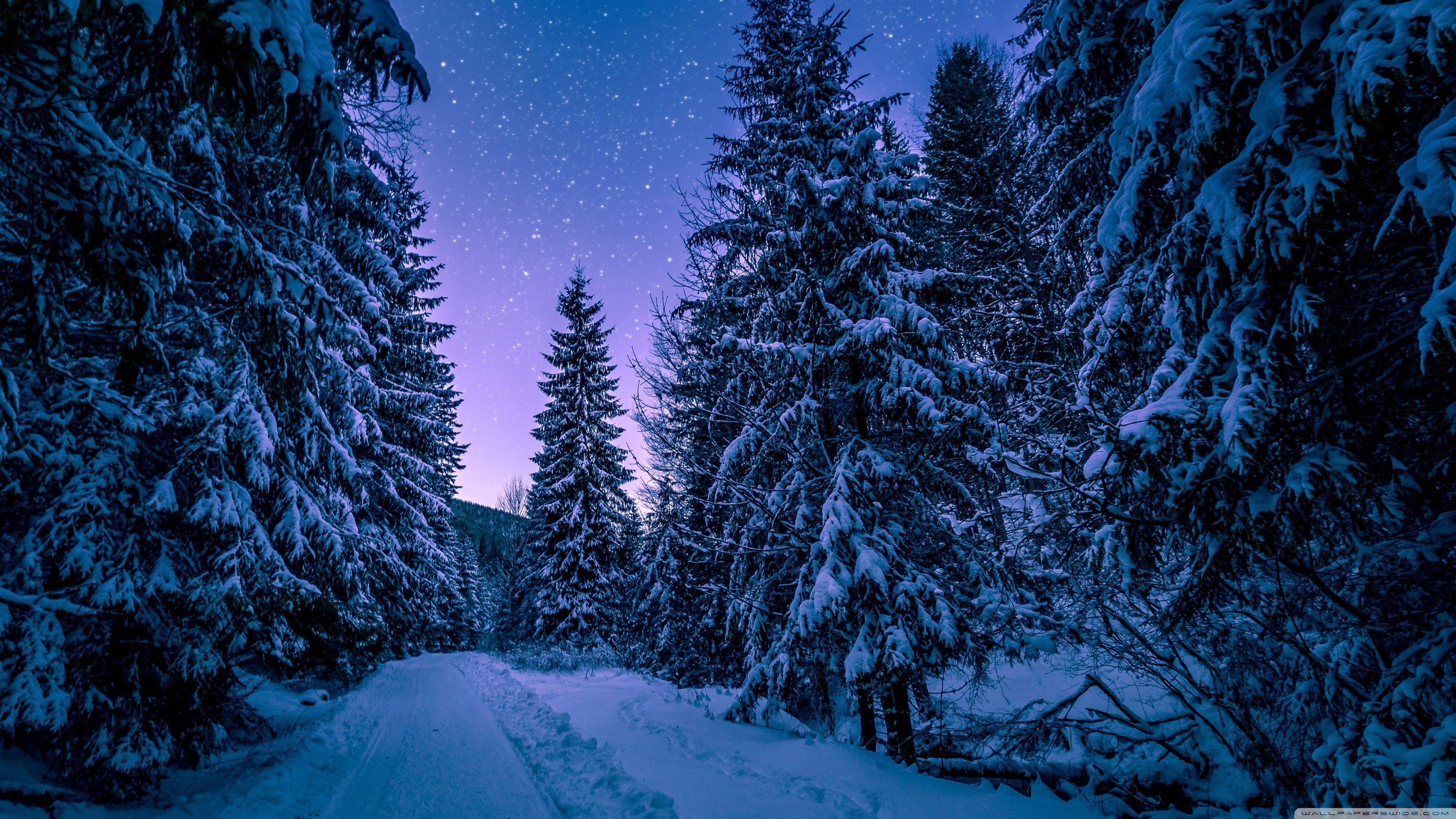 Snowy Forest at Night Wallpapers - Top Free Snowy Forest at Night ...