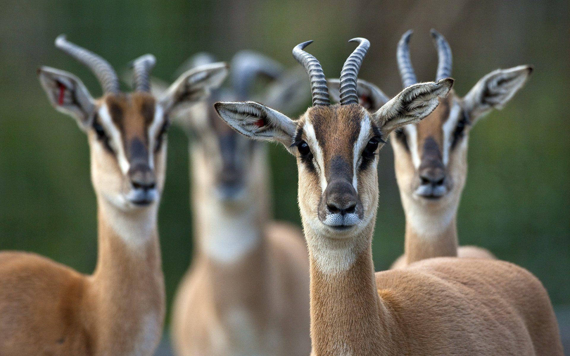 Antelope Wallpapers - Top Free Antelope Backgrounds - WallpaperAccess