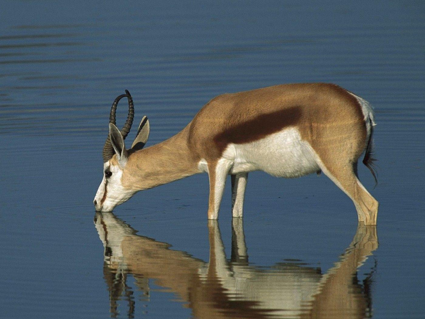 Antelope Wallpapers - Top Free Antelope Backgrounds - WallpaperAccess