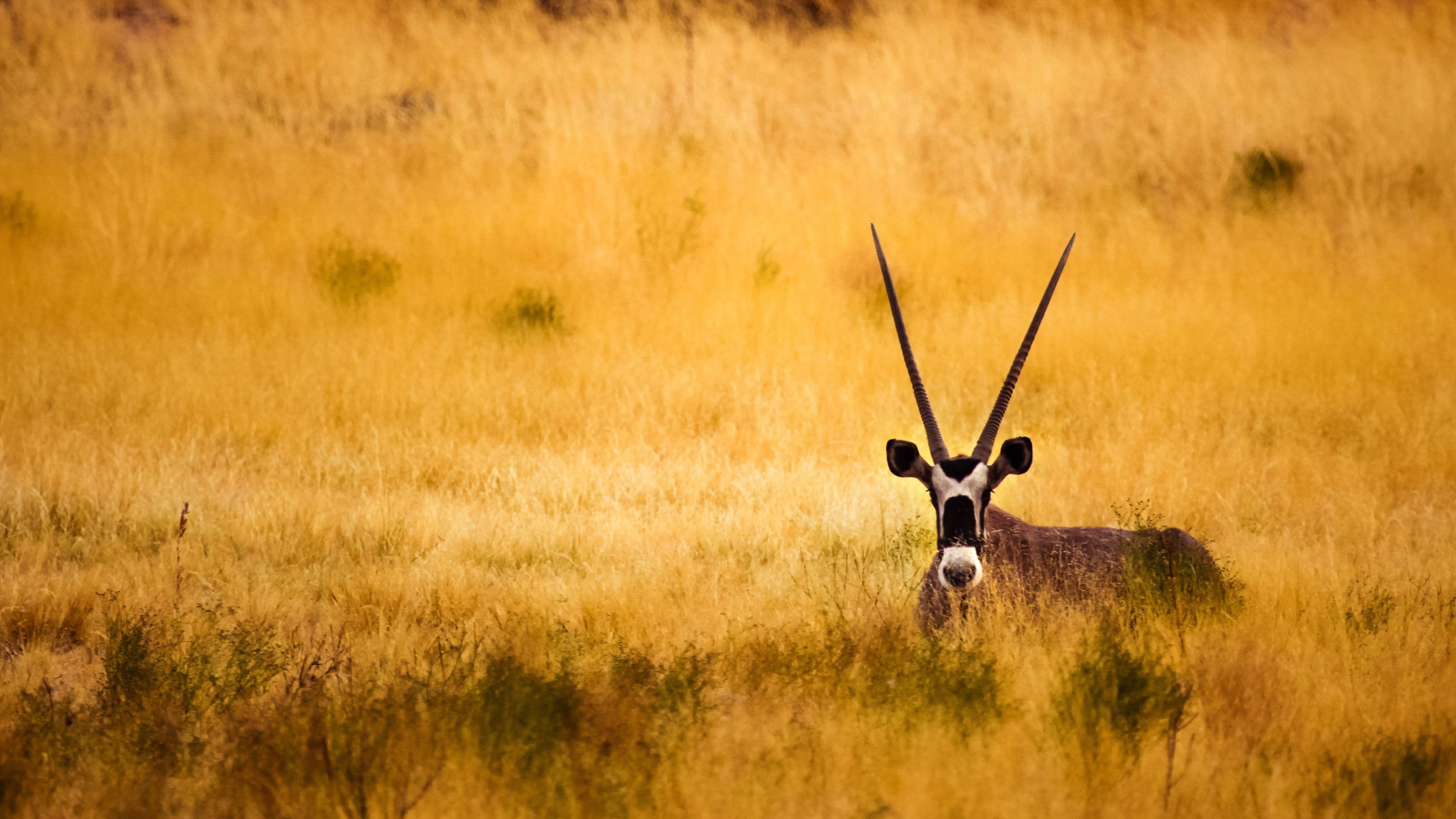 Antelope Wallpapers - Top Free Antelope Backgrounds - WallpaperAccess