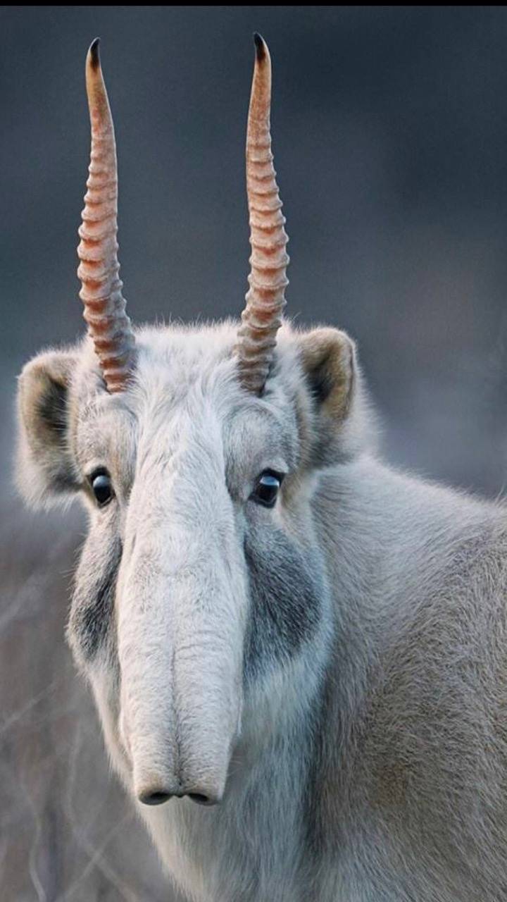 Antelope Wallpapers - Top Free Antelope Backgrounds - WallpaperAccess