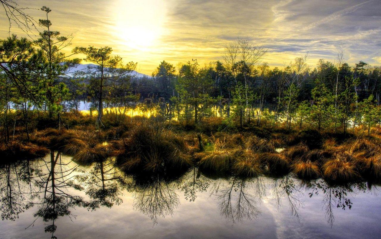Swamp Wallpapers - Top Free Swamp Backgrounds - WallpaperAccess