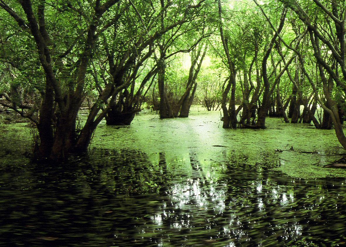 Swamp Wallpapers - Top Free Swamp Backgrounds - WallpaperAccess