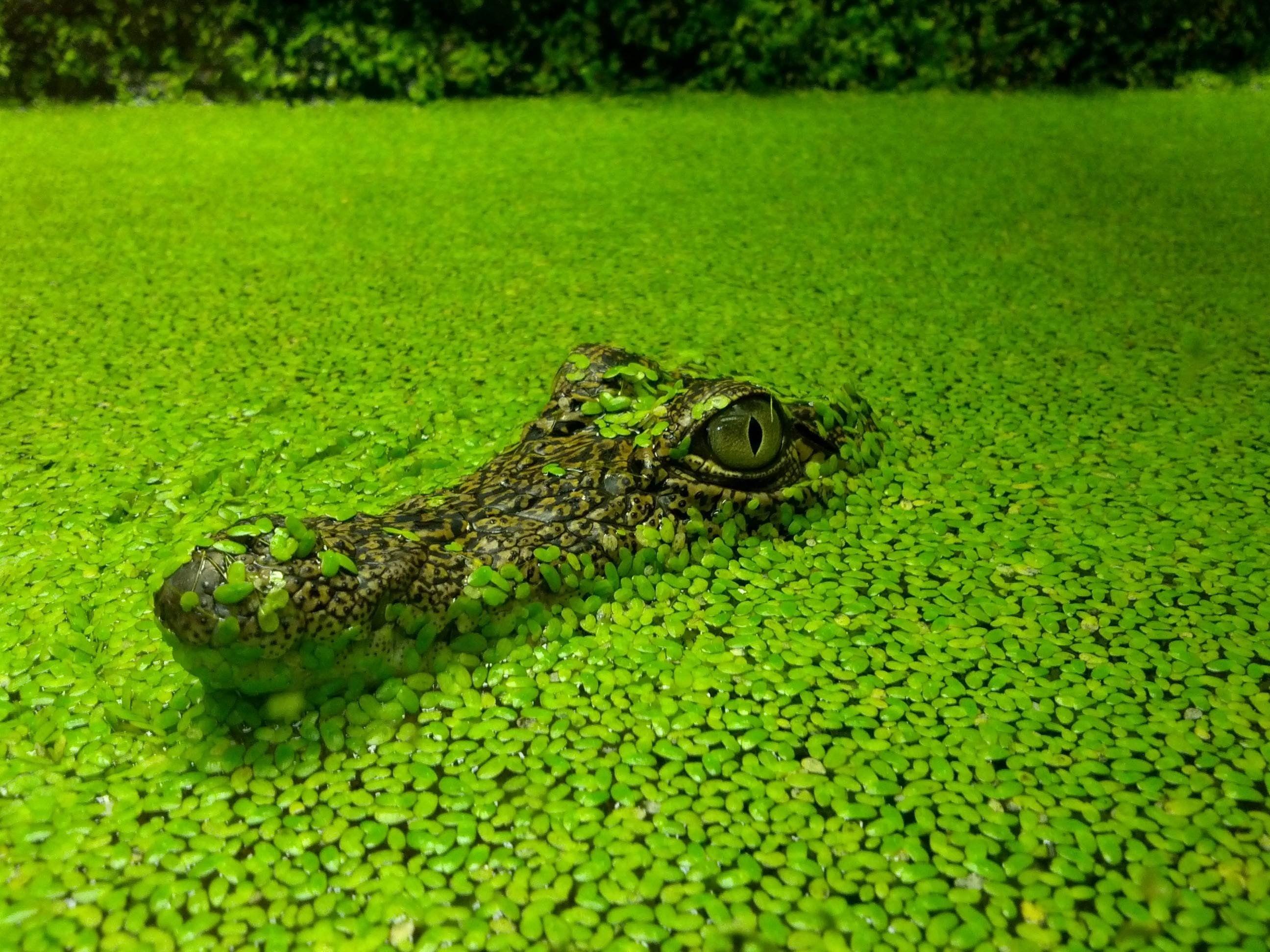 Swamp Wallpapers - Top Free Swamp Backgrounds - WallpaperAccess