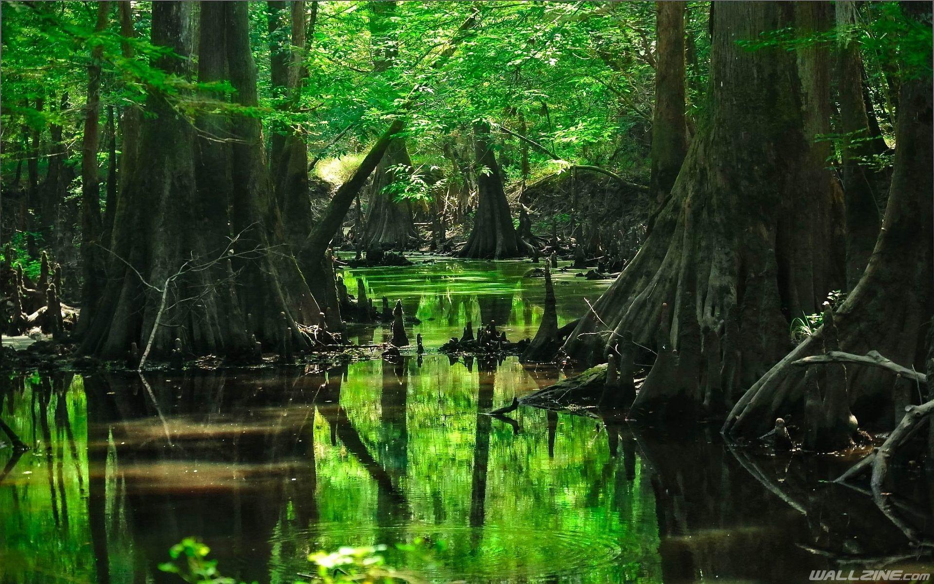 Swamp Wallpapers - Top Free Swamp Backgrounds - WallpaperAccess