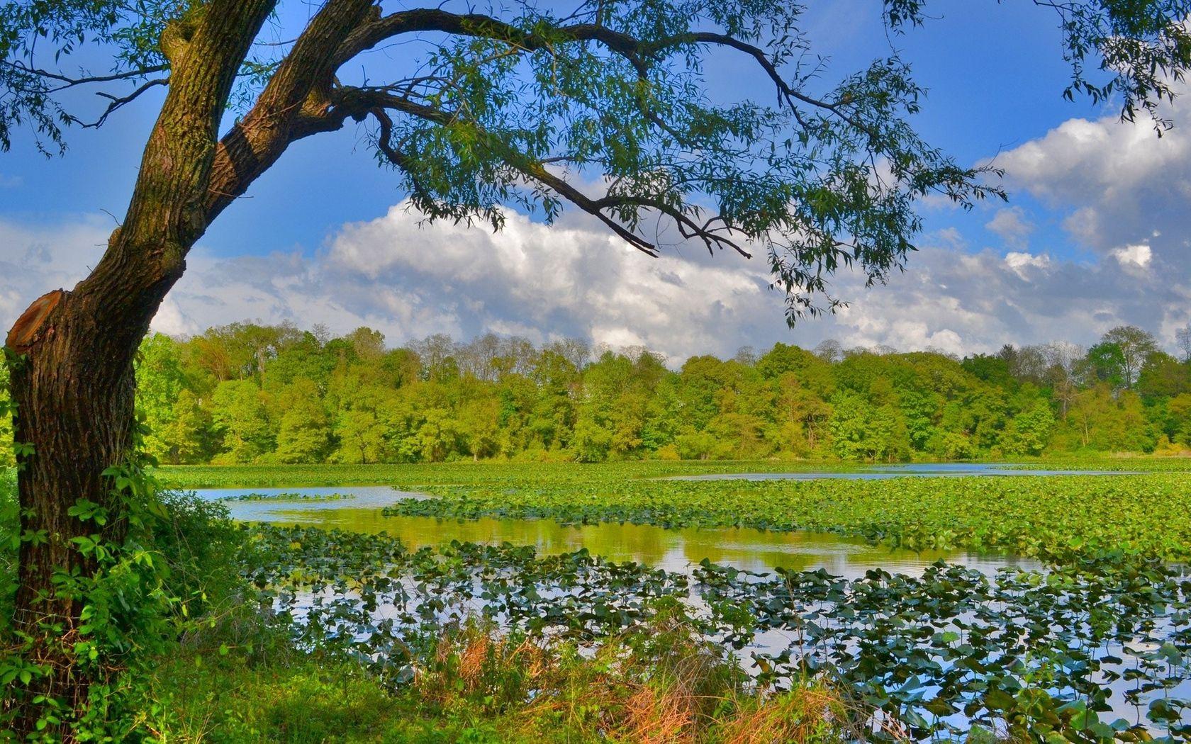 Swamp Wallpapers - Top Free Swamp Backgrounds - WallpaperAccess