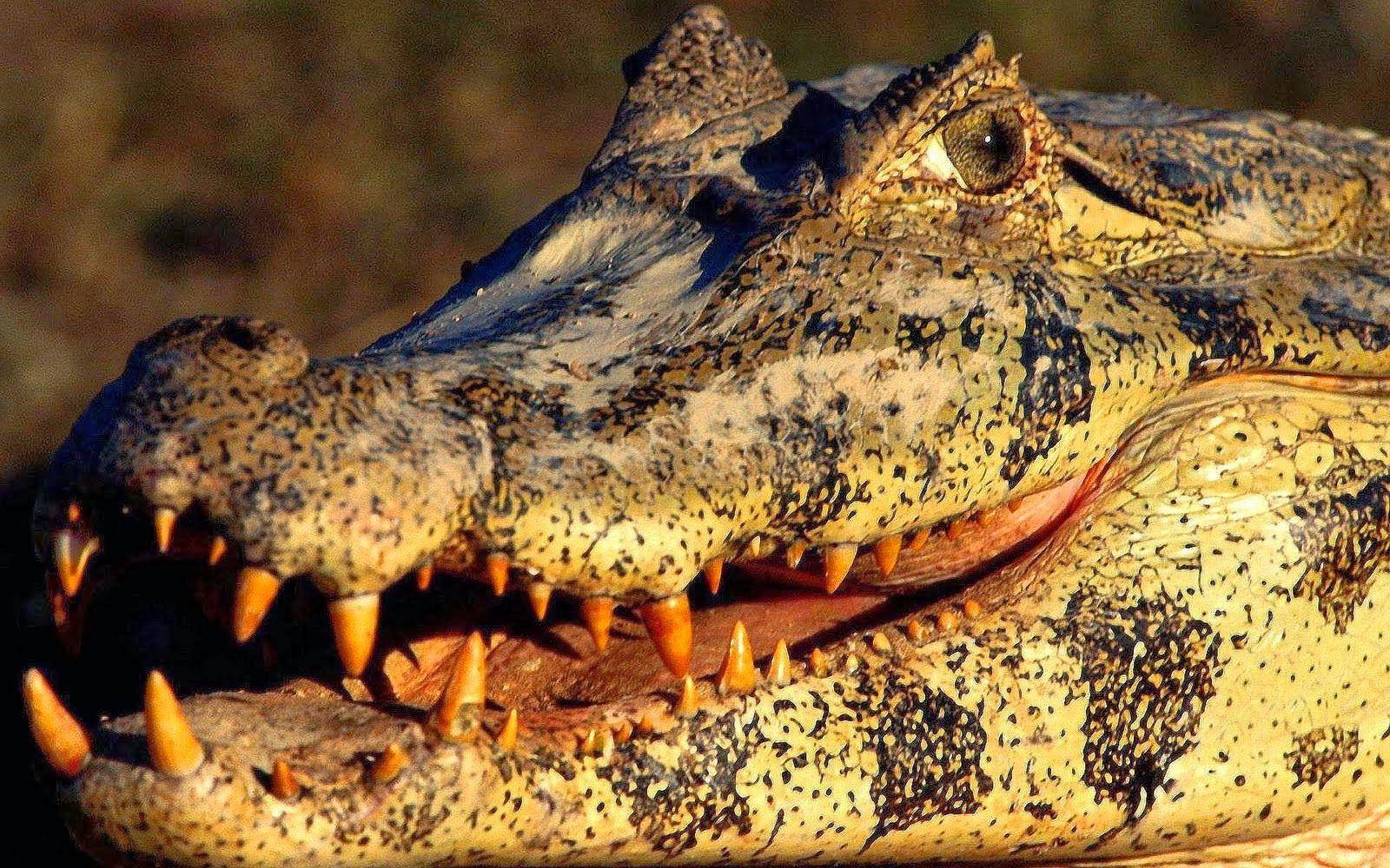 Crocodile Wallpapers - Top Free Crocodile Backgrounds - WallpaperAccess