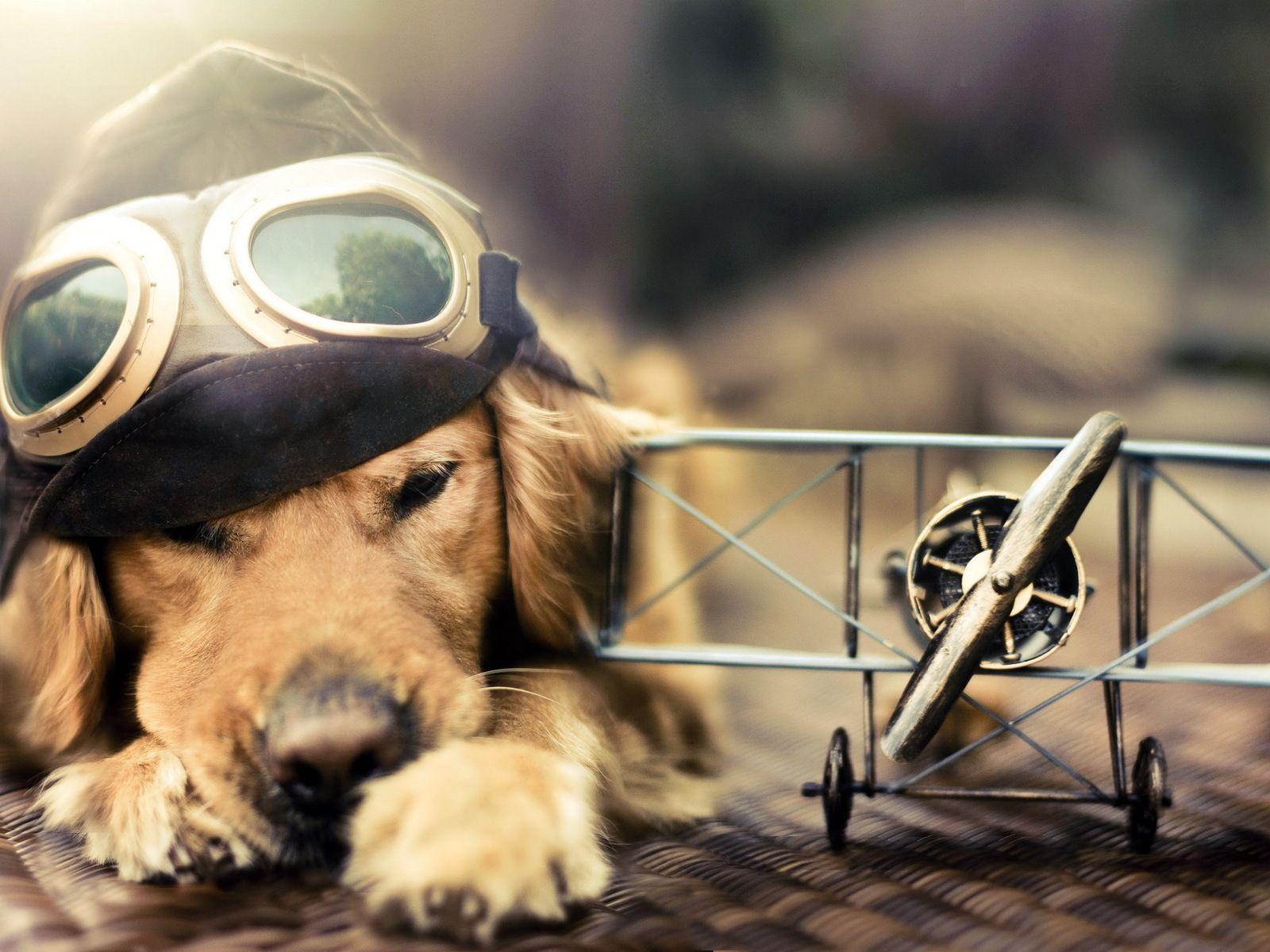Funny Dogs Wallpapers - Top Free Funny Dogs Backgrounds - WallpaperAccess