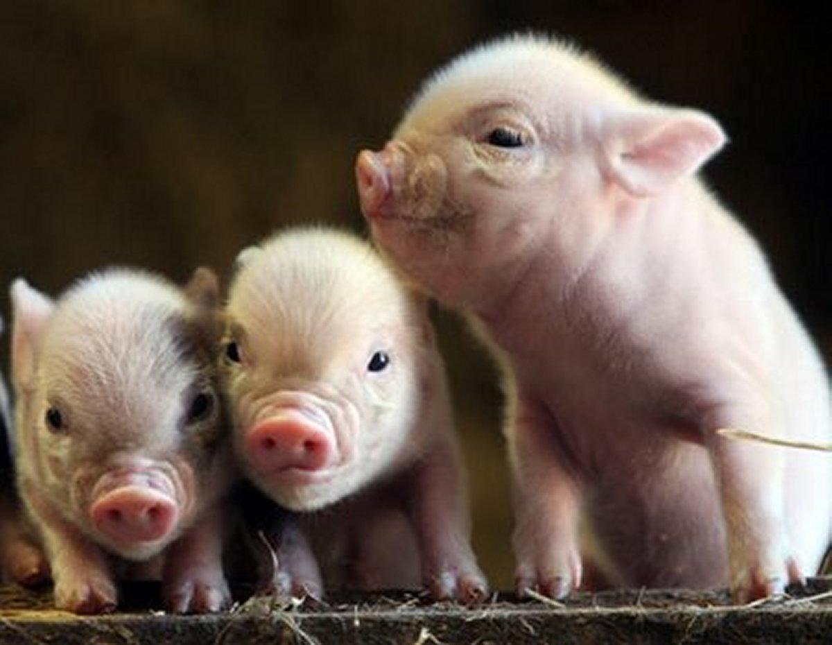 Cute Baby Pigs Wallpapers Top Free Cute Baby Pigs Backgrounds Cute Baby Pigs Wallpapers Top Free Cute Baby Pigs Backgrounds