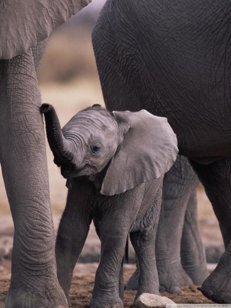 Cute Baby Elephant Wallpapers - Top Free Cute Baby Elephant Backgrounds ...