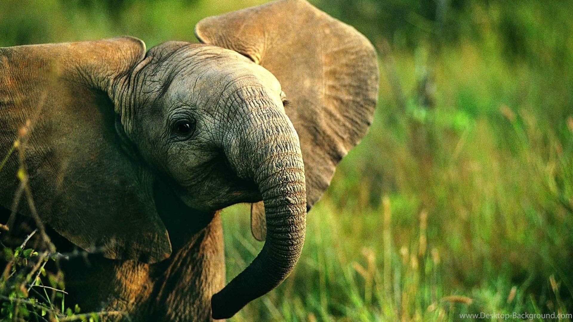 Cute Baby Elephant Wallpapers - Top Free Cute Baby Elephant Backgrounds ...