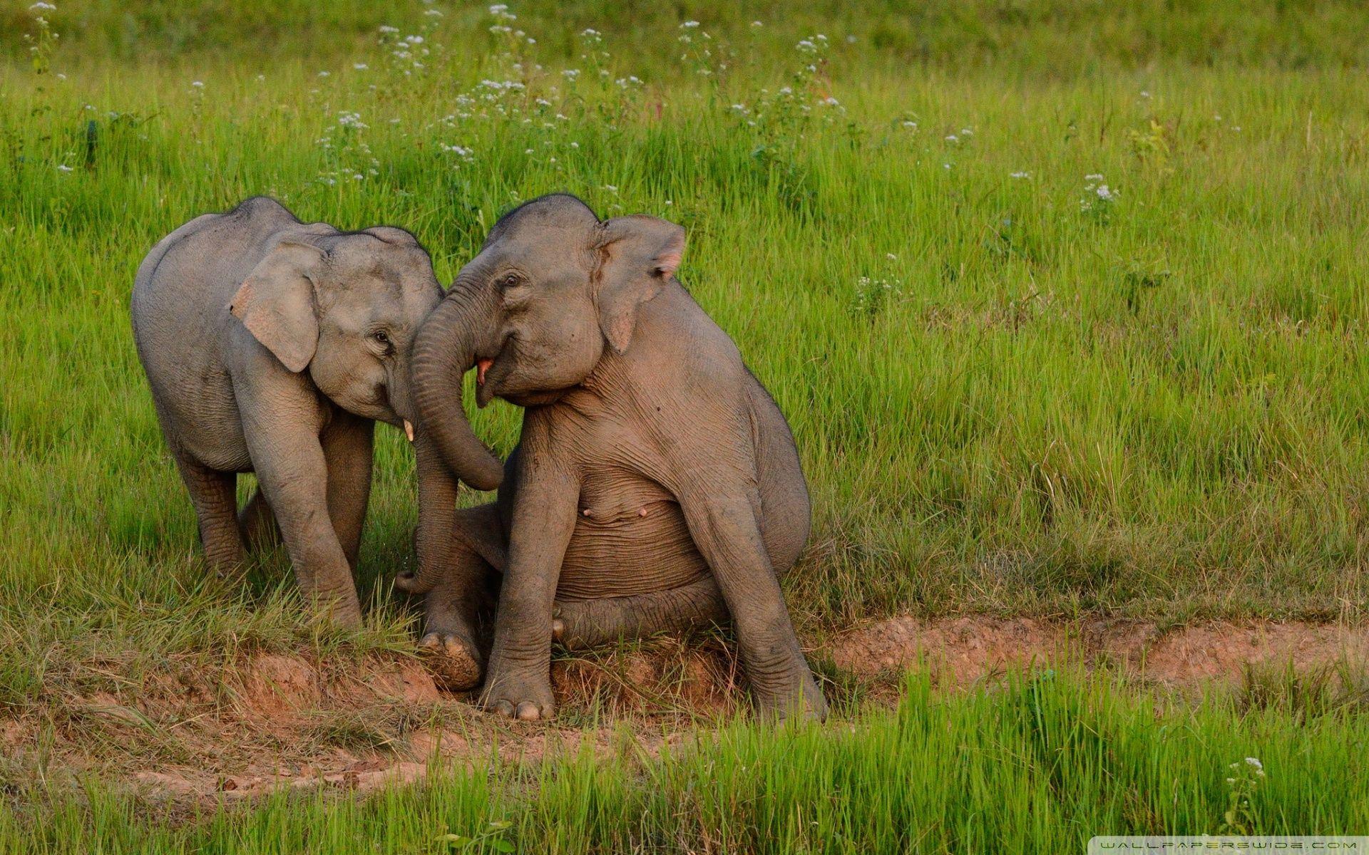 Cute Baby Elephant Wallpapers - Top Free Cute Baby Elephant Backgrounds ...