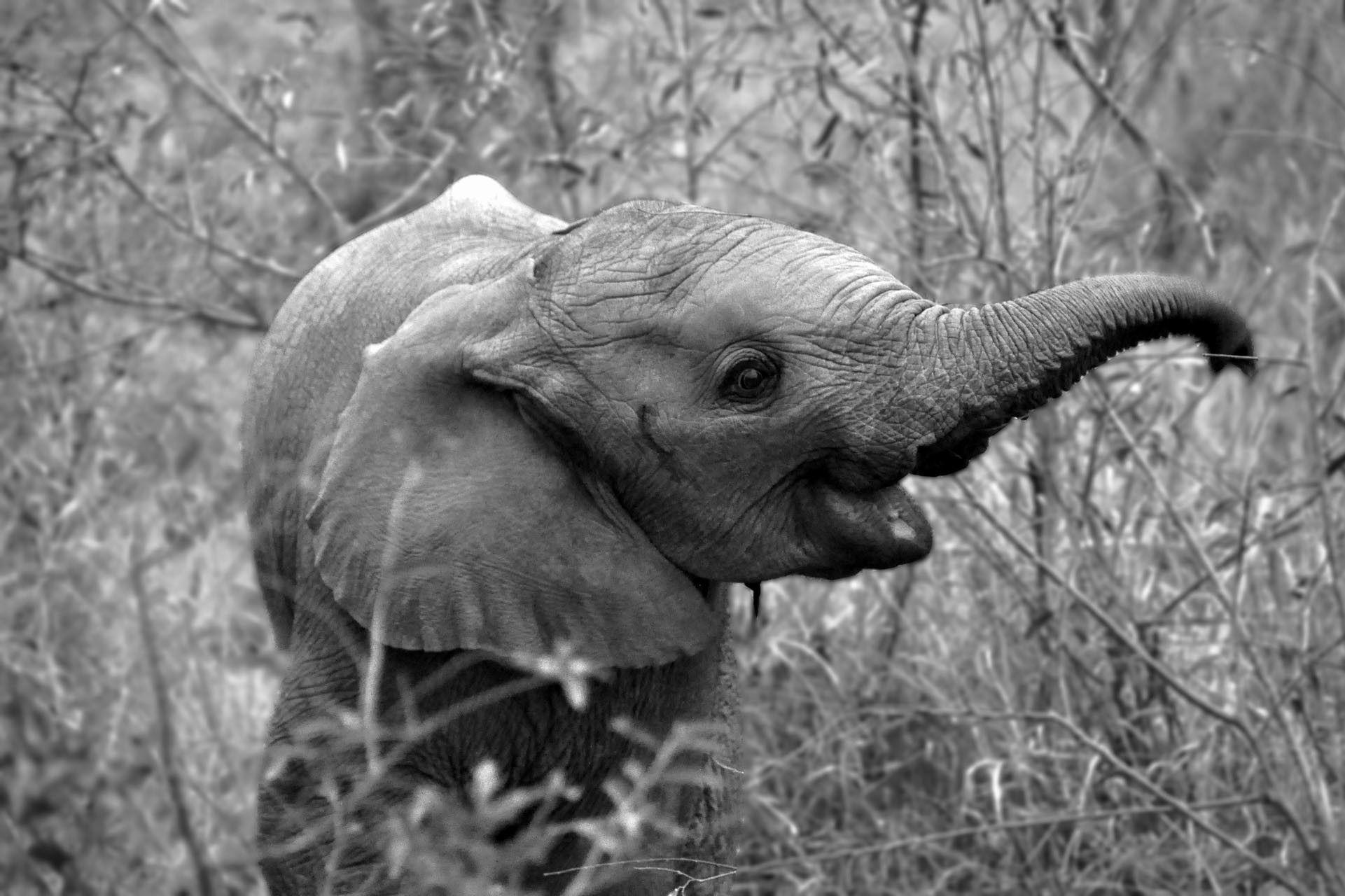 Cute Baby Elephant Wallpapers - Top Free Cute Baby Elephant Backgrounds ...