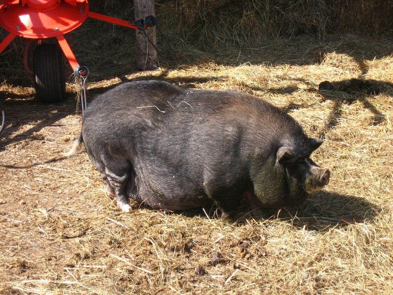 Baby Pigs Wallpapers - Top Free Baby Pigs Backgrounds - WallpaperAccess