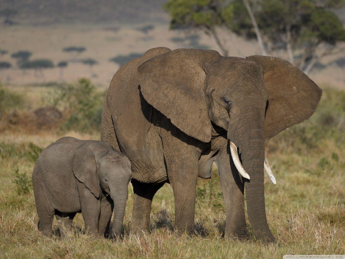 Cute Baby Elephant HD Wallpapers - Top Free Cute Baby Elephant HD ...