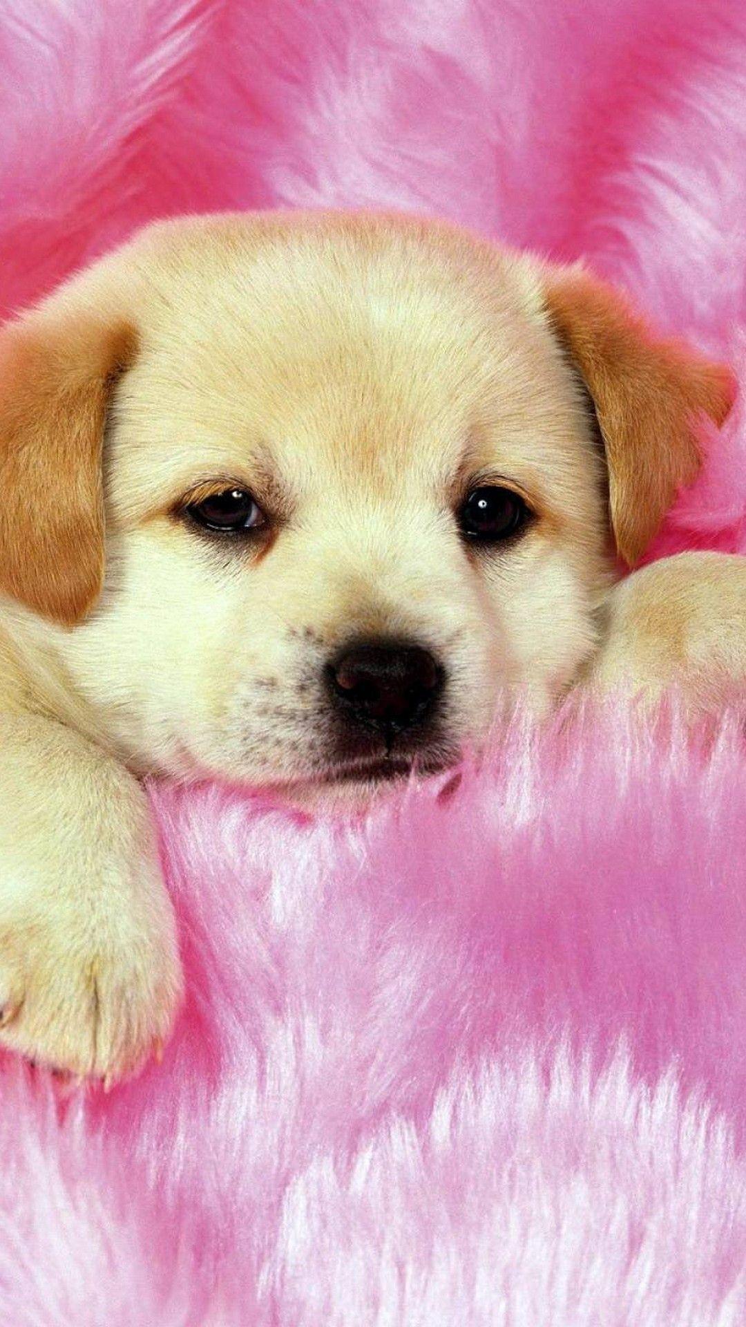 Baby Puppy Wallpapers - Top Free Baby Puppy Backgrounds - WallpaperAccess