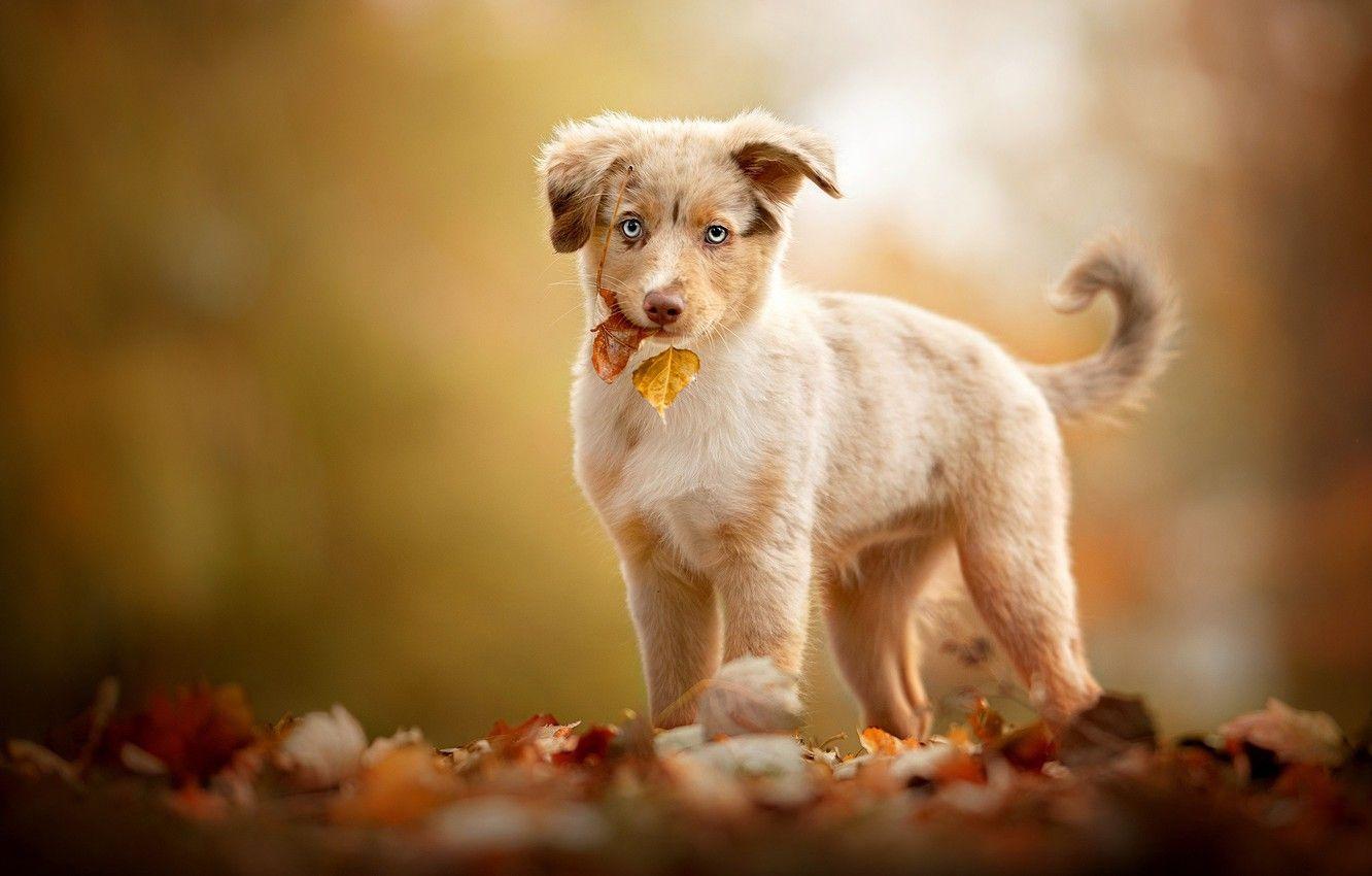 Australian Shepherd Puppy Wallpapers - Top Free Australian Shepherd ...