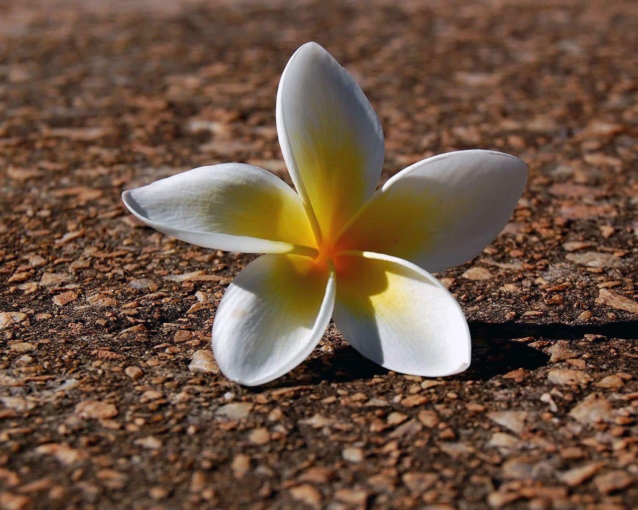 1024X600 HD Wallpapers - Top Free 1024X600 HD Backgrounds - WallpaperAccess