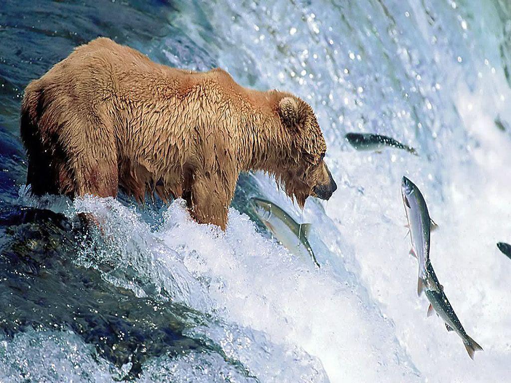 Grizzly Bear Wallpapers - Top Free Grizzly Bear Backgrounds ...