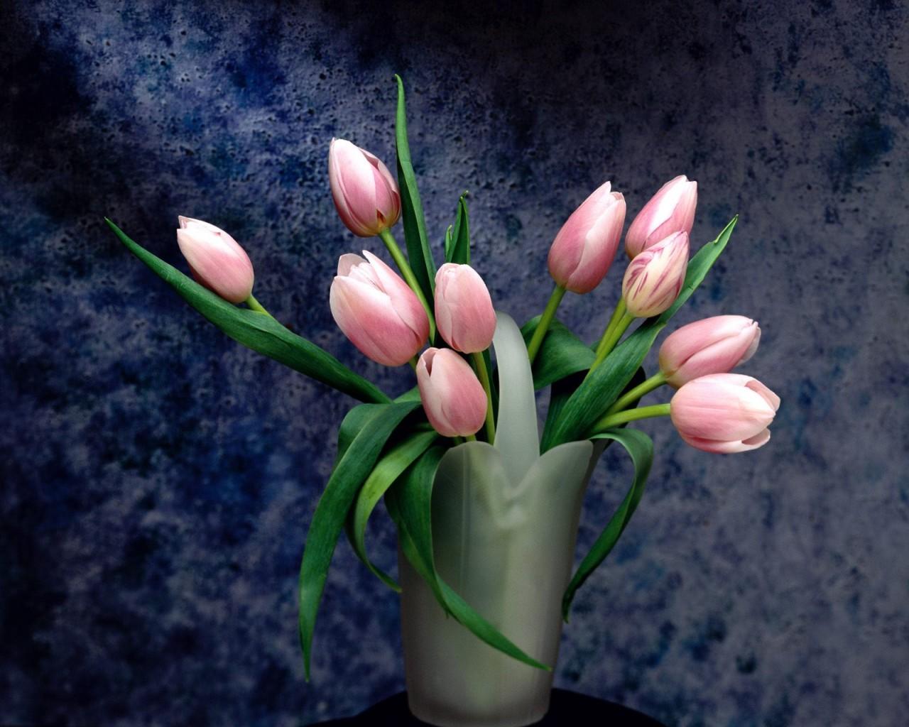 Pushers Wallpapers - Top Free Pushers Backgrounds - WallpaperAccess