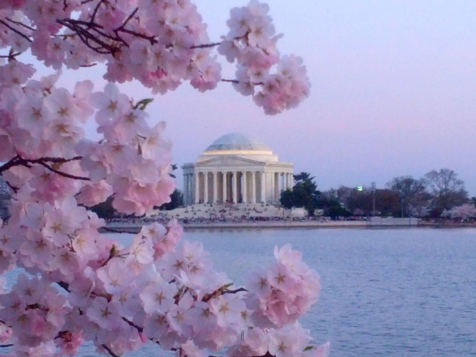 Washington Cherry Trees Wallpapers - Top Free Washington Cherry Trees ...