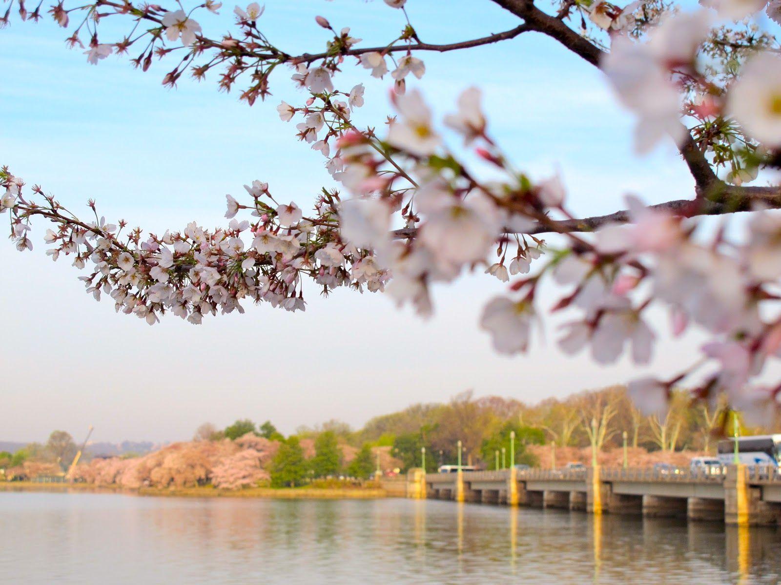 Washington DC Cherry Blossom Wallpapers - Top Free Washington DC Cherry ...