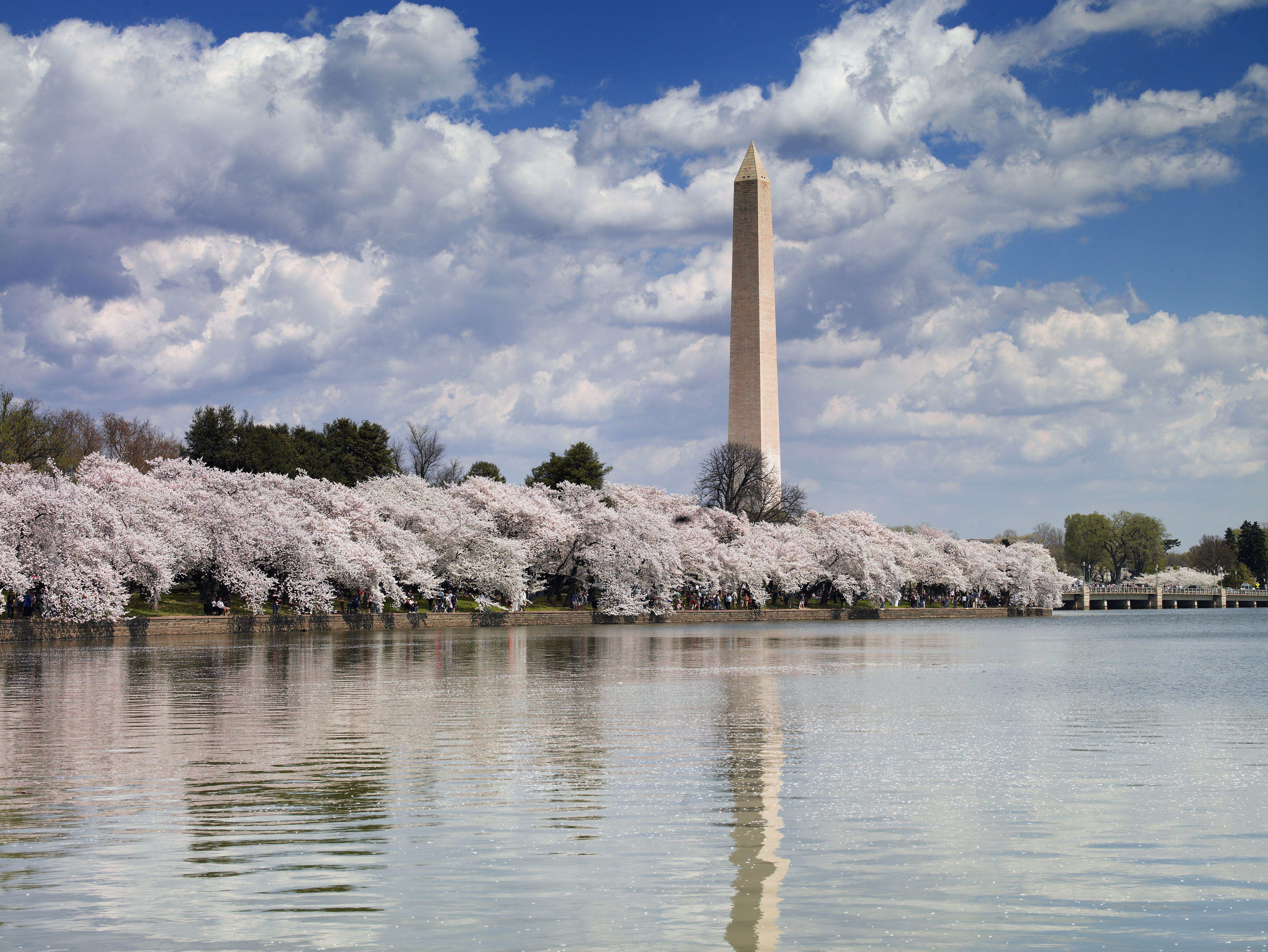 Washington DC Cherry Blossom Wallpapers - Top Free Washington DC Cherry ...