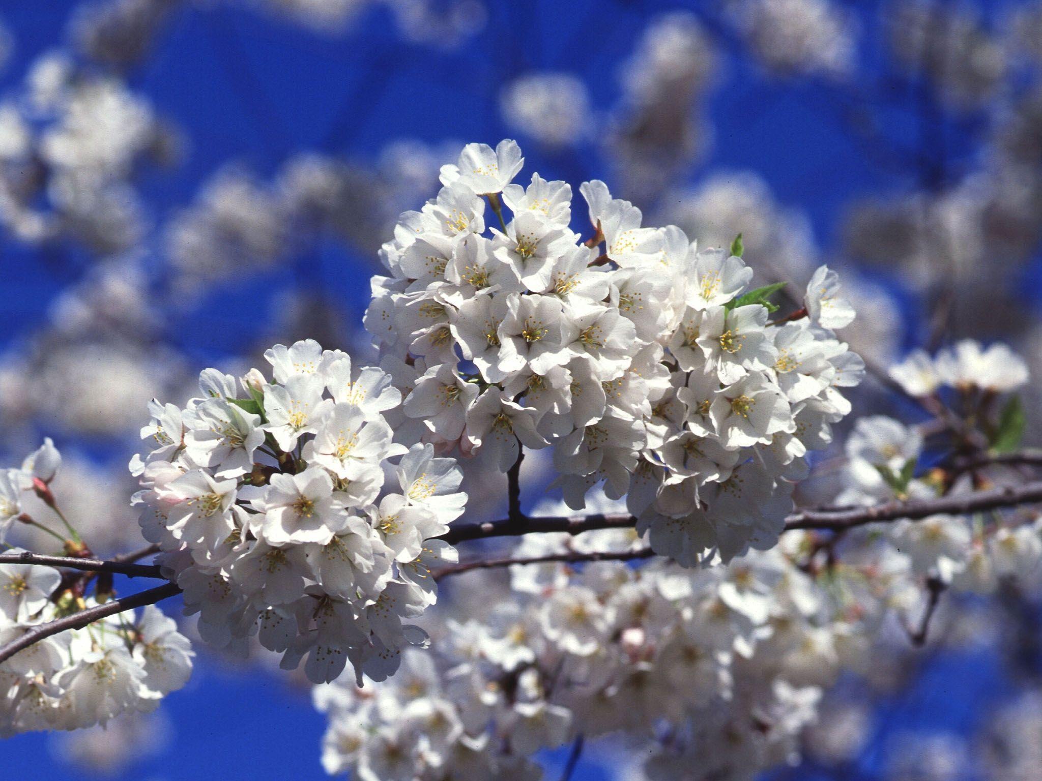 Washington Cherry Trees Wallpapers - Top Free Washington Cherry Trees ...