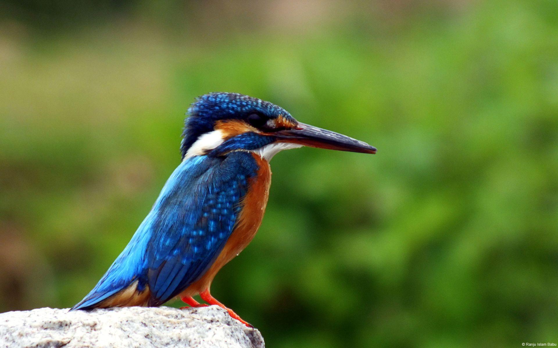 Kingfisher Wallpapers - Top Free Kingfisher Backgrounds - WallpaperAccess