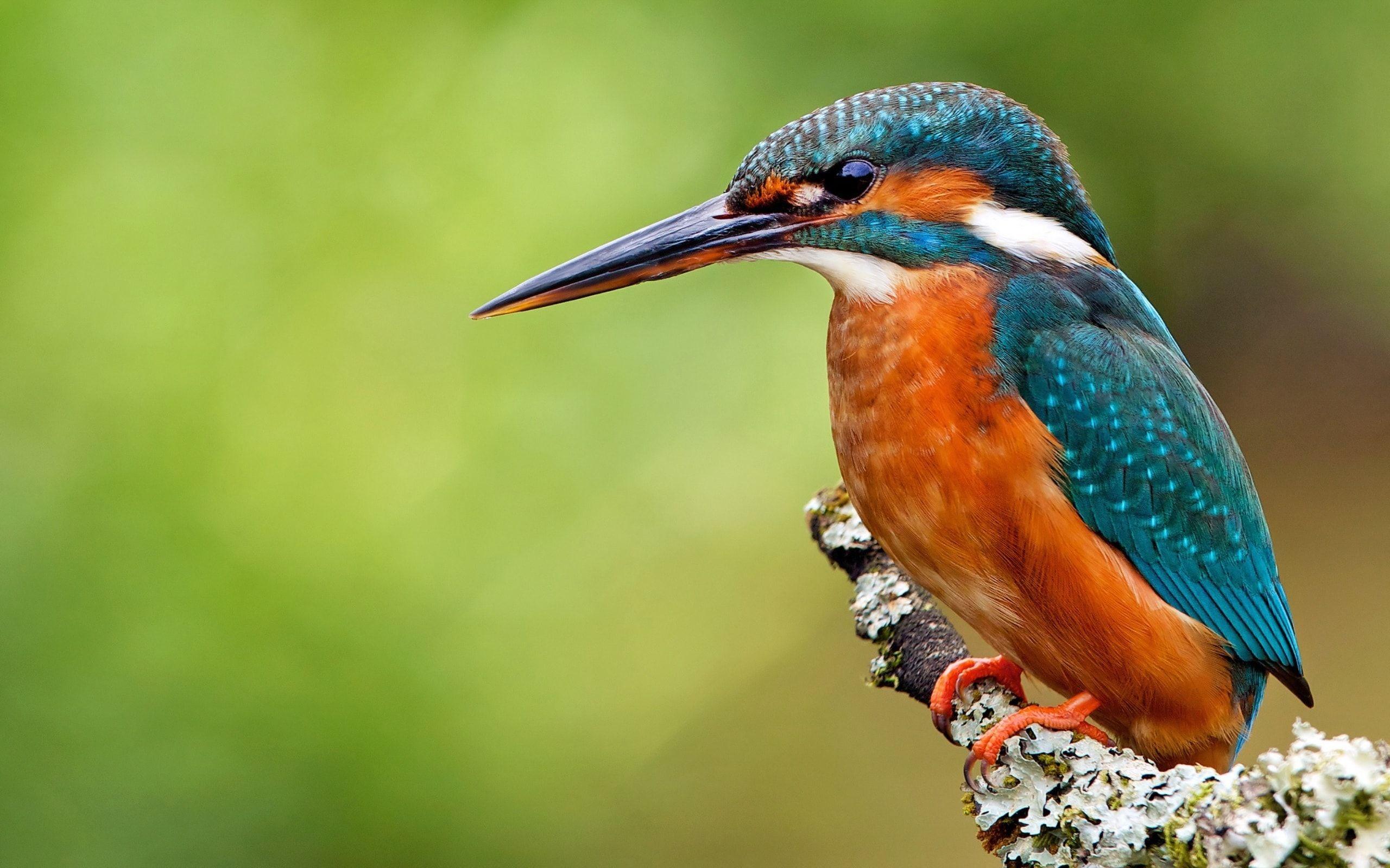 Kingfisher Wallpapers - Top Free Kingfisher Backgrounds - WallpaperAccess