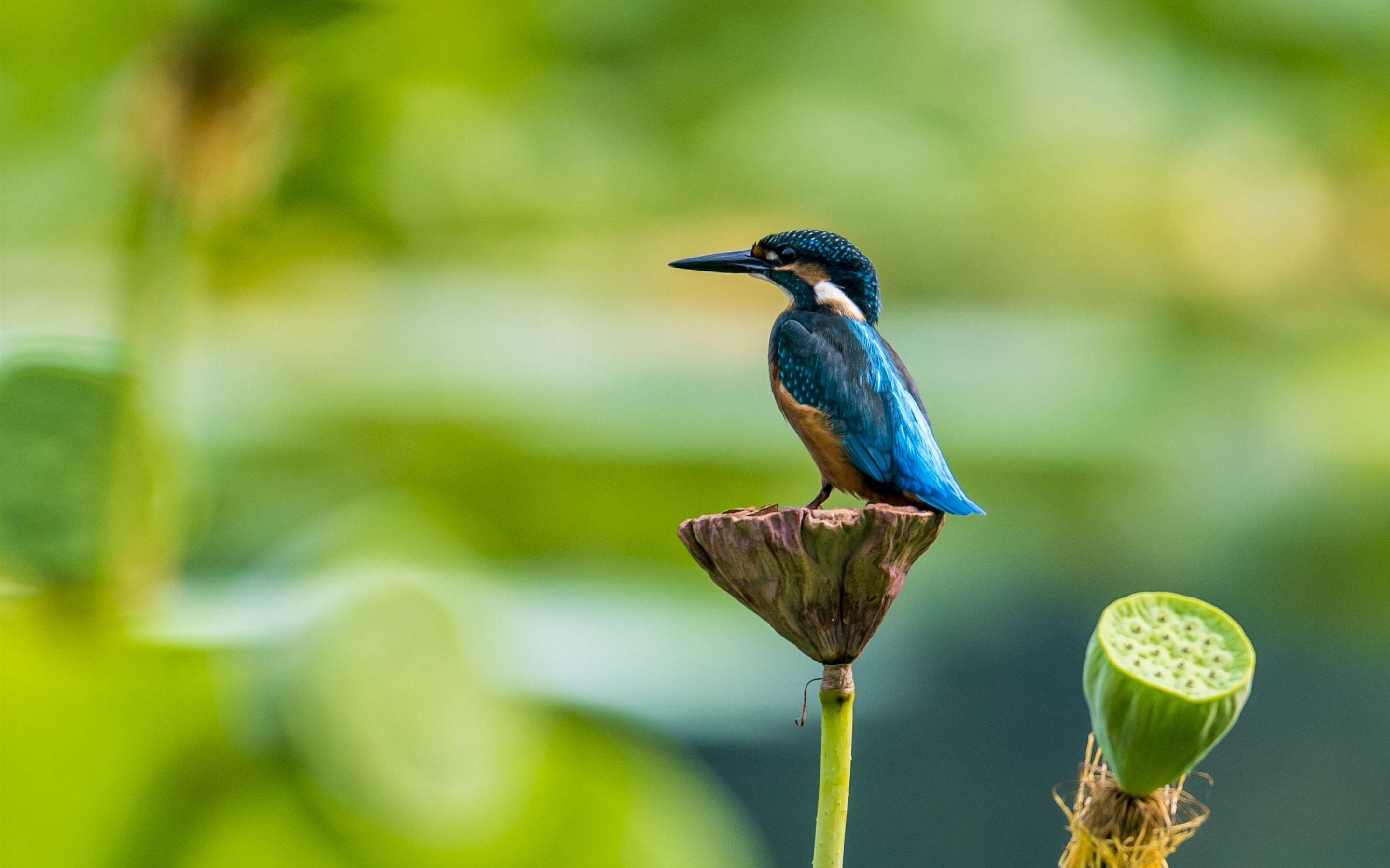 Kingfisher Wallpapers - Top Free Kingfisher Backgrounds - WallpaperAccess