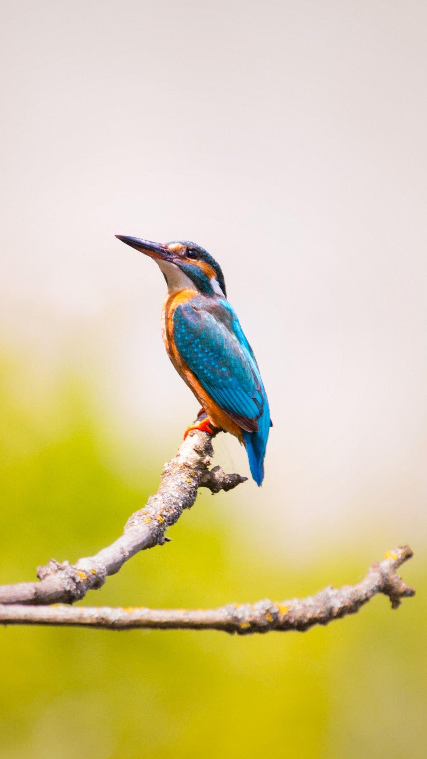 Kingfisher Wallpapers - Top Free Kingfisher Backgrounds - WallpaperAccess