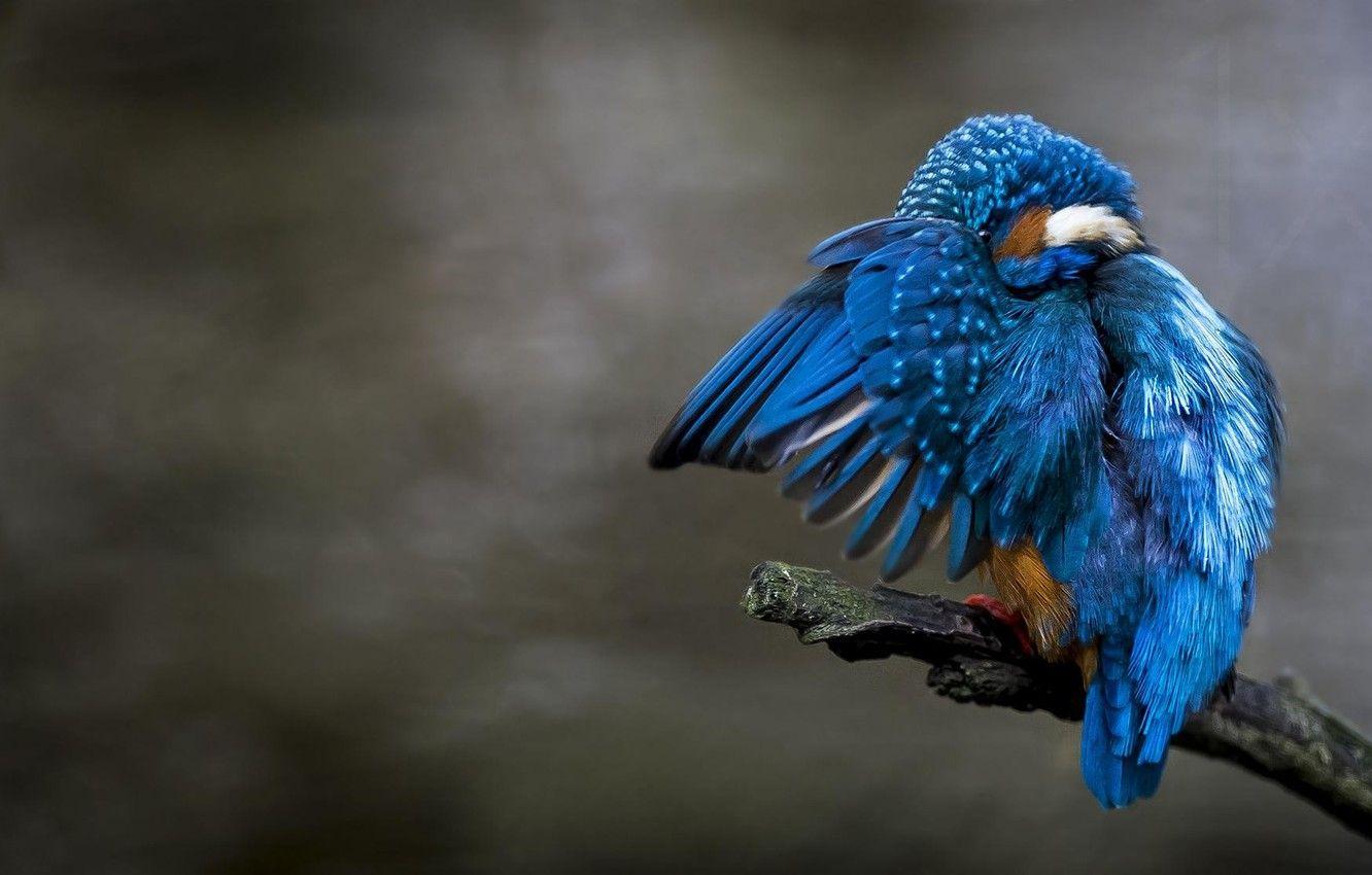 Kingfisher Wallpapers - Top Free Kingfisher Backgrounds - WallpaperAccess