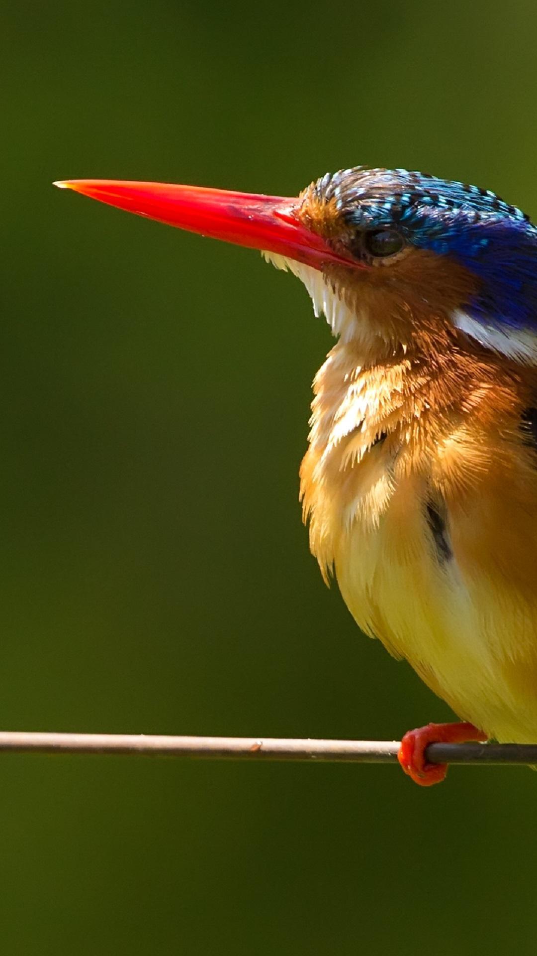 Kingfisher Wallpapers - Top Free Kingfisher Backgrounds - WallpaperAccess