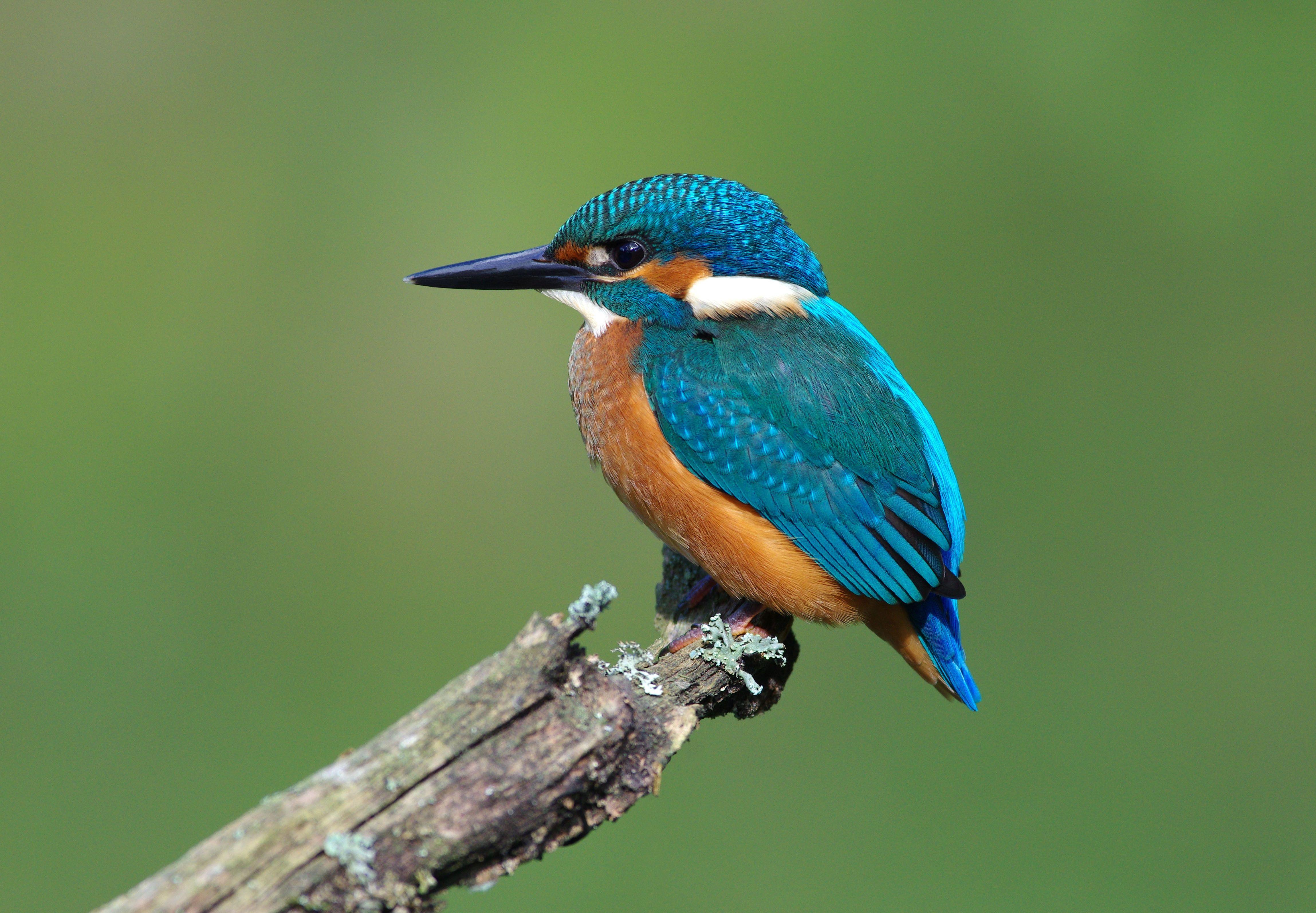 Kingfisher Wallpapers - Top Free Kingfisher Backgrounds - WallpaperAccess