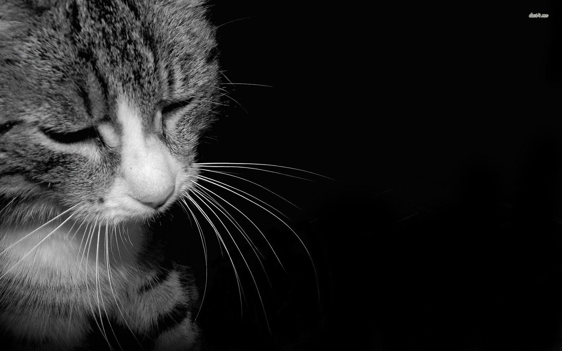 Sad Cat Wallpapers - Top Free Sad Cat Backgrounds - WallpaperAccess