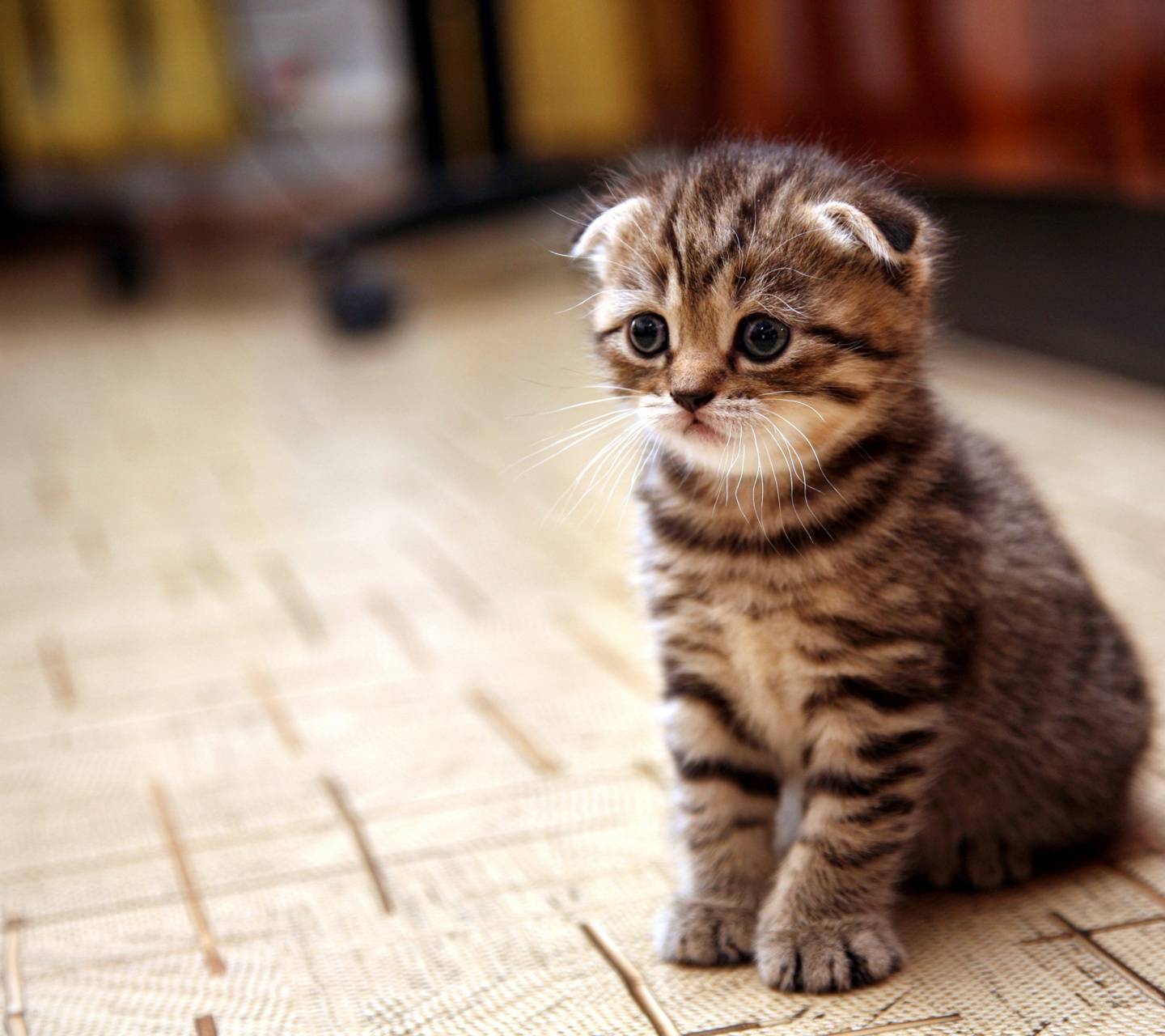 Sad Cute Cats Wallpapers - Top Free Sad Cute Cats Backgrounds - WallpaperAccess
