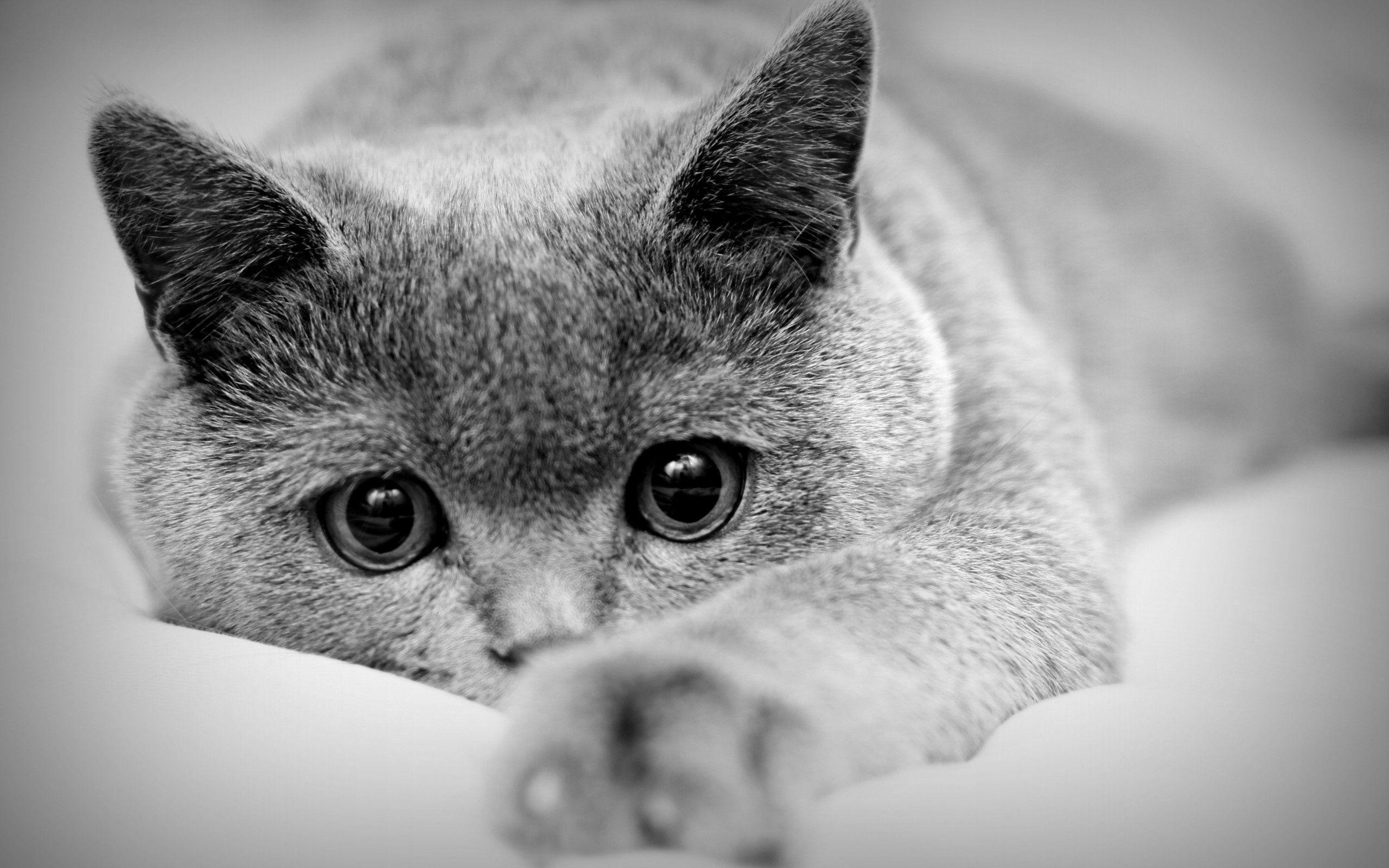 Sad Cat Wallpapers - Top Free Sad Cat Backgrounds - WallpaperAccess