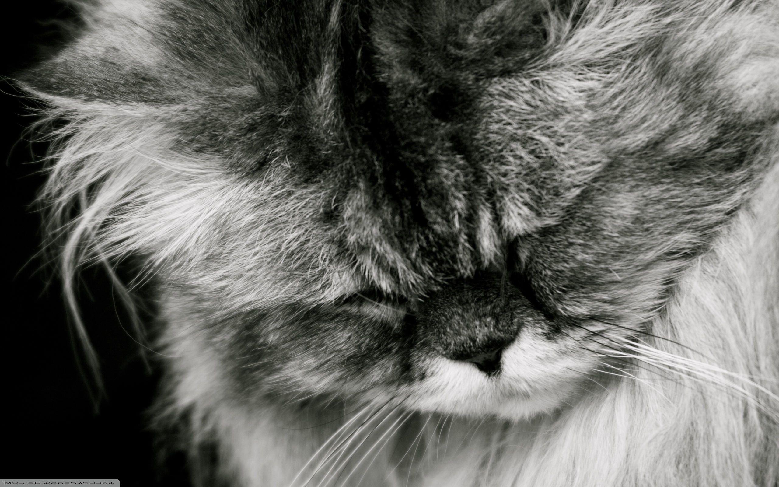 Sad Cat Wallpapers - Top Free Sad Cat Backgrounds - WallpaperAccess