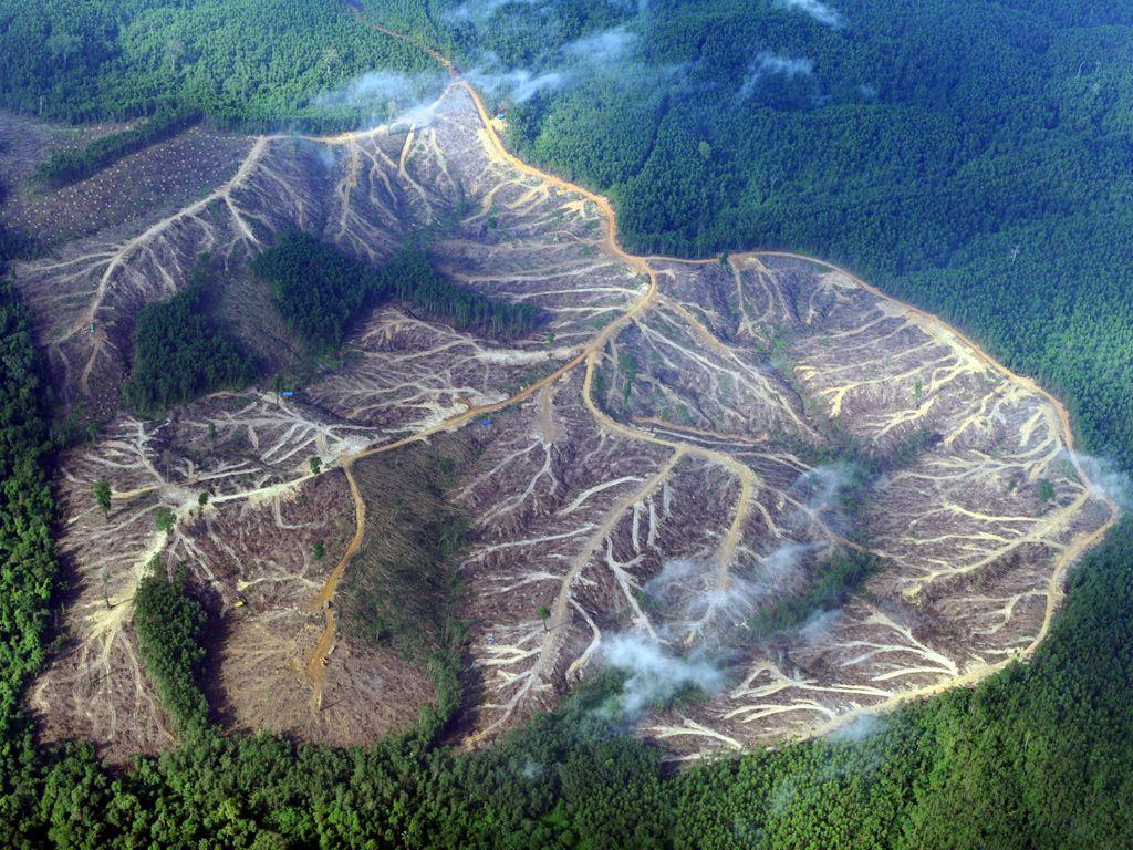 Deforestation Wallpapers - Top Free Deforestation Backgrounds ...